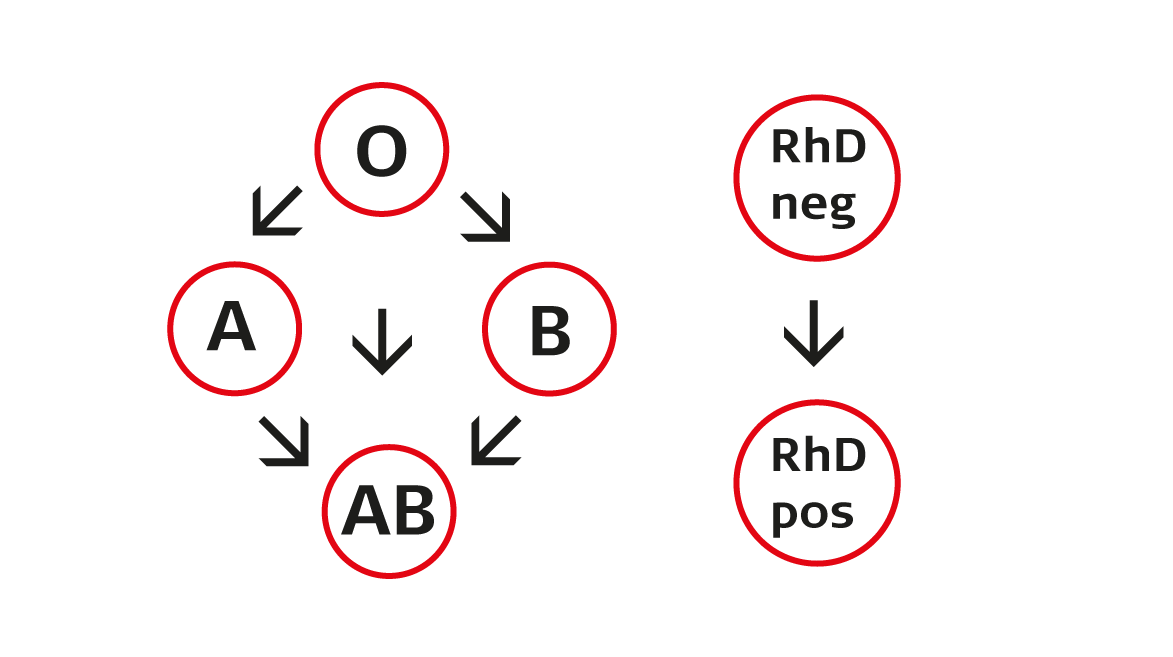 Instructions for blood transfusions - Blood Service